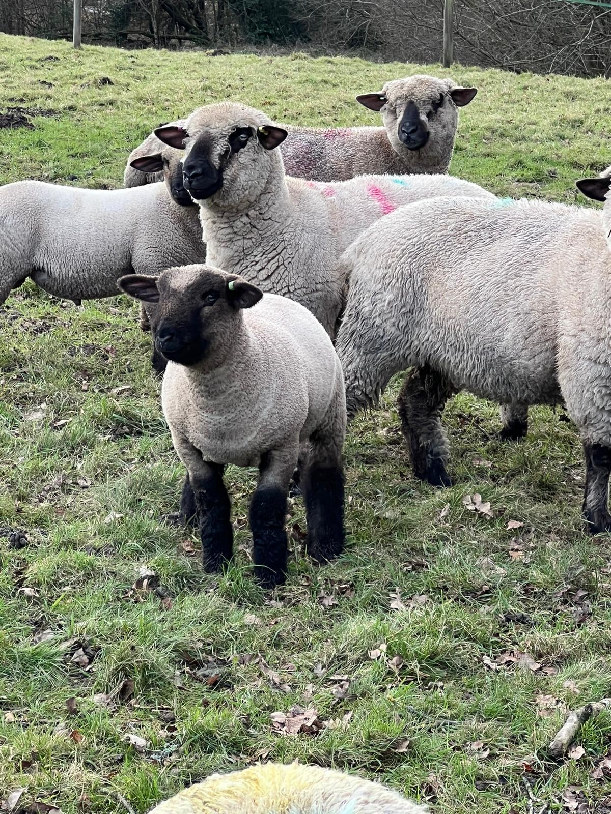 Primrose Farm Cottage In Devon – Experience Tranquility with endless ...